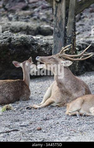 Dawn on Komodo Island, Indonesia Stock Photo - Alamy