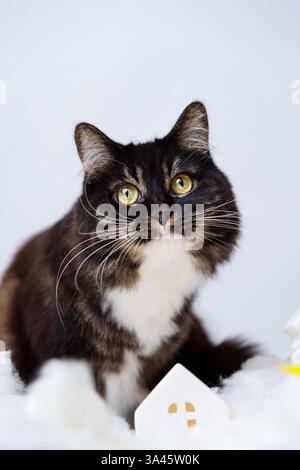 Portrait of siberian longhair tortoiseshell cat outdoors Stock Photo ...
