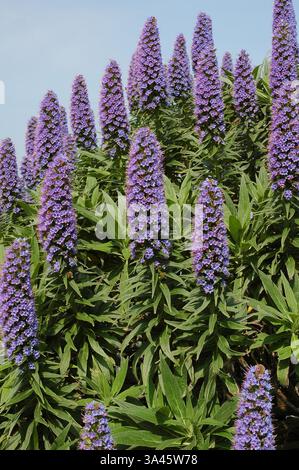 Echium candicans, or Pride of Madeira, is a tall perennial subshrub ...