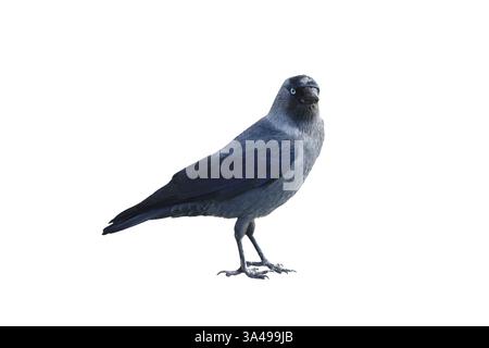 Side view of a beautiful Western jackdaw bird walking in the ground ...