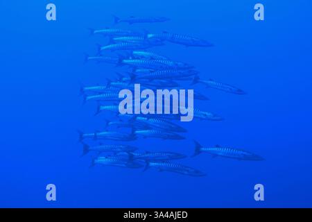 School of great barracudas in Red Sea near Brothers Islands, Egypt ...