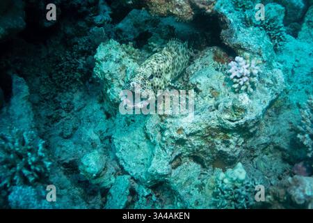 Reefs bleaching and dying, sea warming in Red Sea near Marsa Alam ...