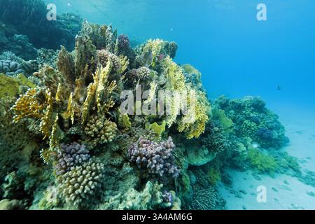 Fire corals on coral reef near Abu Dabab, Marsa Alam area, underwater ...