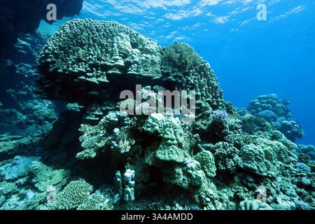 Abu Dabab Coral reef near Marsa Alam, underwater photograph, Red Sea ...