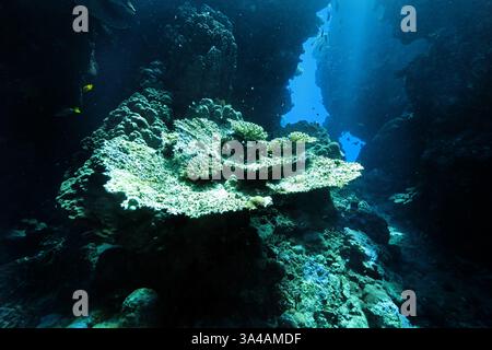Underwater corridors and caverns near Abu Dabab, Marsa Alam area ...