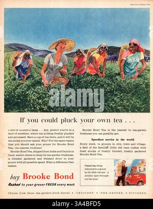1953 UK magazine advert Brooke Bond tea Stock Photo - Alamy