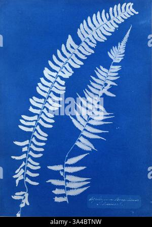 Anna Atkins, who was an English botanist and photographer. Her husband ...