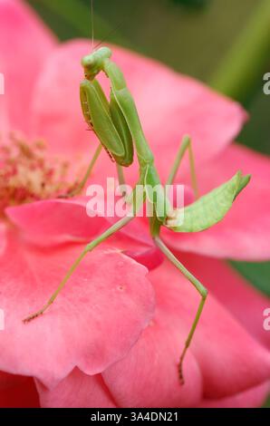 Arizona Praying Mantis (Stagmomantis limbata) nymph Stock Photo - Alamy