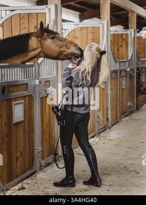 German Riding Pony in the stable Stock Photo - Alamy