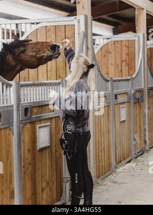 Bay pony at riding stables, side view Stock Photo - Alamy