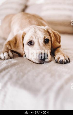 Labrador Retriever puppy, yellow coloured, and a mottled Dwarf Rabbit ...