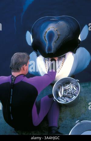 Sep 09, 1998; Newport, OR, USA; KEIKO the famous killer whale. Keiko ...