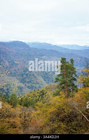 Autumn mountains of the Borjomi Reserve. Pines on the edge of a hill ...