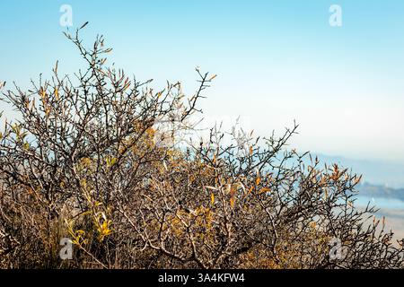 Autumn vibes, dried plants and flower on the plate on the blue ...
