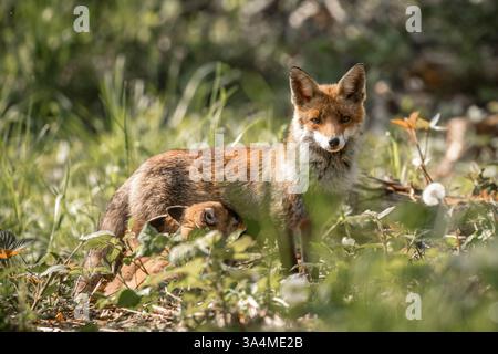 Two cute red foxes drinking from Missouri river Stock Photo - Alamy