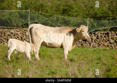 Cow and calf of the Charolais breed. El Paso. La Palma. Canary Islands ...