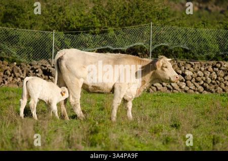 Cow and calf of the Charolais breed. El Paso. La Palma. Canary Islands ...