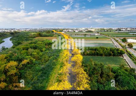 Aerial view of the golden trumpet tree avenue at Puzi township, Chiayi ...