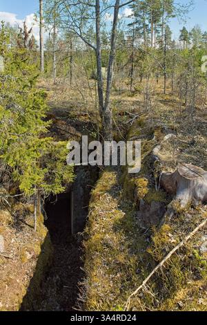 Old trenches in the forest of the Second World War (Great Patriotic War ...