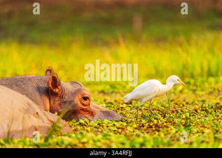 A Western cattle egret is seen walking on a sleeping Hippopotamus in ...