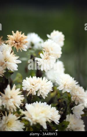 A vertical shot of white and yellow chrysanths Stock Photo - Alamy
