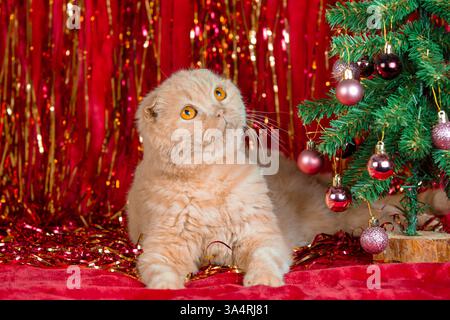 Scottish fold red cat lies on the sofa with laptop and notepad Stock ...