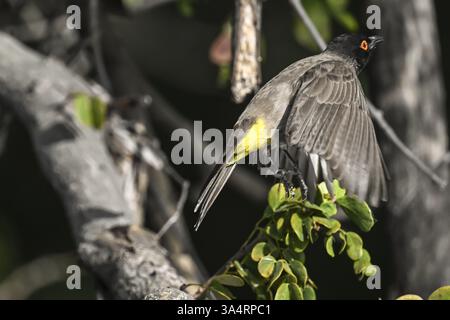 Masked Bulbul (Pycnonotus nigricans) flying away from branch, Moremi ...