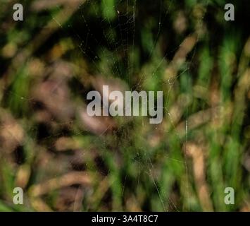 The photograph shows a spider web stretched between blades of grass and ...