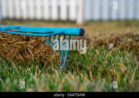 A lawn with dried grass. grass after winter. scarification and aeration ...
