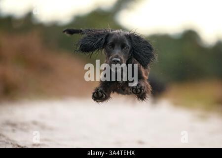 Working cocker spaniel puppy, 3 months old, instinctively following ...