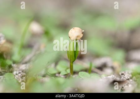 Pepper plant sprouting from seed Stock Photo - Alamy