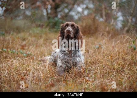 German longhair pointer Stock Photo - Alamy