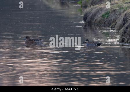 Baikal Teal (Sibirionetta formosa) drake Holland February 2025 Stock ...