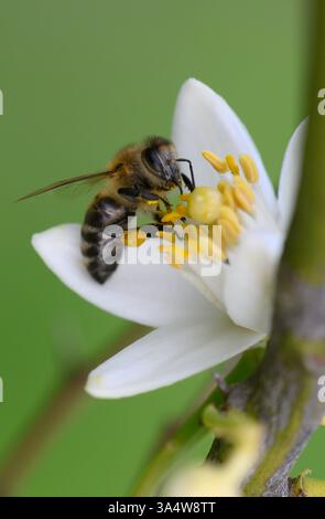 Pollination works in spring Stock Photo - Alamy