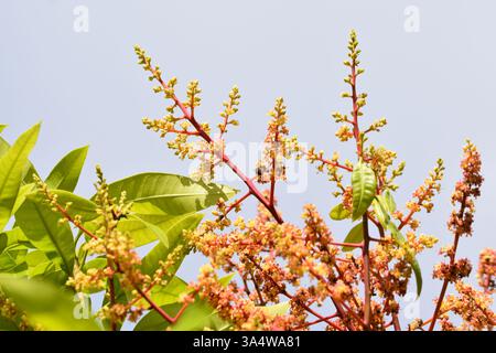 Julie mango tree flowering in a backyard or kitchen garden in Bejucal ...