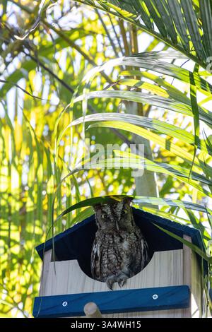 Female eastern screech owl perches on the opening of a nest box in ...