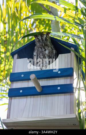 Female eastern screech owl perches on the opening of a nest box in ...