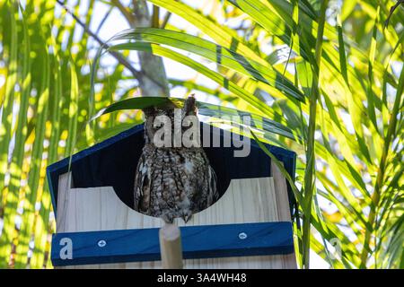 Female eastern screech owl perches on the opening of a nest box in ...