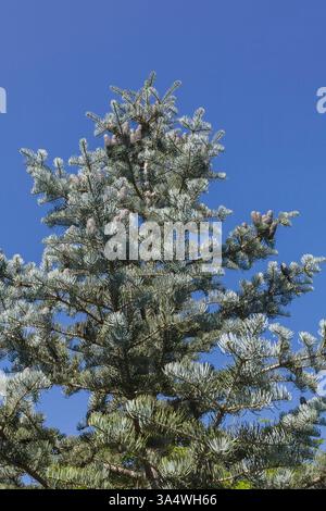 Abies concolor (White Fir), columnar tree with green needle leaves ...