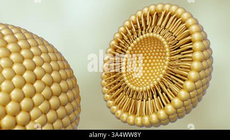 A 3D rendering of liposome in a cross-sectional, revealing its internal ...