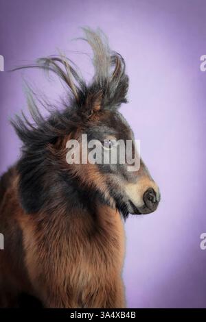 Shetland Pony in studio Stock Photo - Alamy