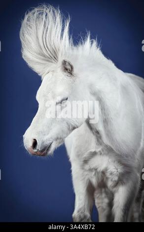 Welsh Pony in studio Stock Photo - Alamy