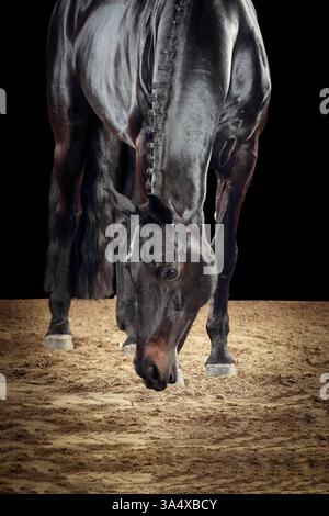 Hanoverian in studio Stock Photo - Alamy