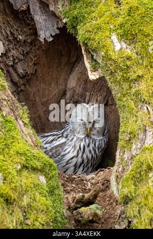 Ural owl (strix uralensis) female flying through spring foliage with a ...