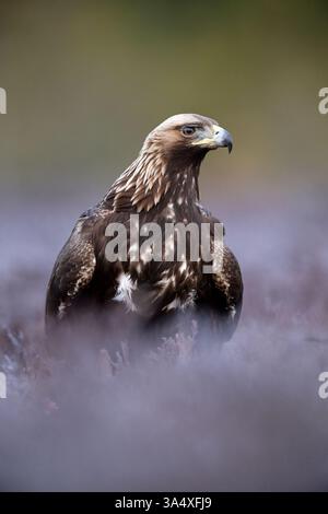 Golden eagle portrait in the bog Stock Photo - Alamy