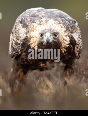 Golden eagle portrait in the bog scenery Stock Photo - Alamy