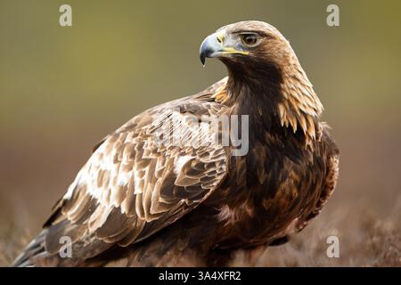 Golden eagle portrait in the bog Stock Photo - Alamy