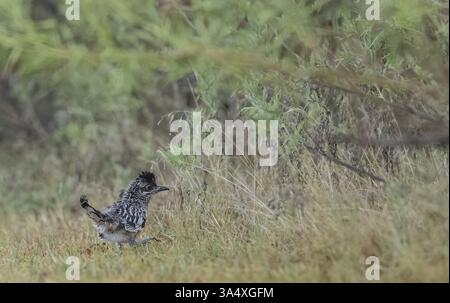 Landing Patterns of a Belted Kingfisher Stock Photo - Alamy