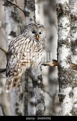 Ural owl on birch tree, forest panorama Stock Photo - Alamy
