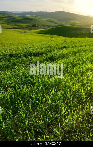 Wheat field at sunset. Agricultural landscape. Spring Stock Photo - Alamy